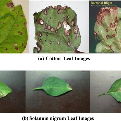 Agricultural Leaf Blight Disease Segmentation Using Indices Based