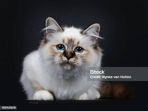 검은색에 멋진 줄무늬 포인트 신성한 Birman 고양이 고양이 내려 놓고 고 놀라운 파란 눈을 가진 렌즈에 호기심을 보고 절연