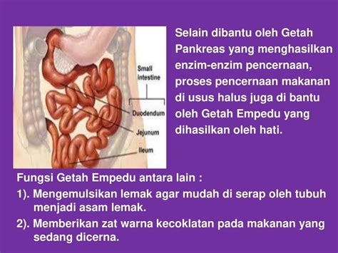 Proses Pencernaan Dalam Perut Didukung Oleh Enzim Studyhelp