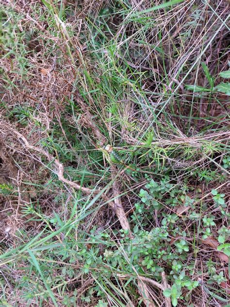 It Looks Like A Very Big Grasshopper But Im Not Sure Anyone Knows Rwhatisthisbug