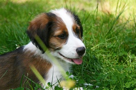 Es gibt nichts Schöneres als Süße Hundewelpen Knowblogs net