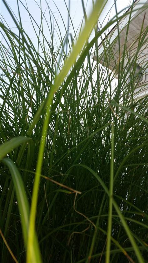 Bugs Eye View Of A Garden With Sun Overhead Stock Image Image Of