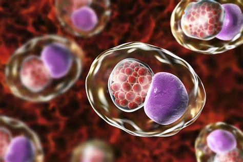 Transmission Patterns Of Chlamydia And Gonorrhea In Men Who Have Sex
