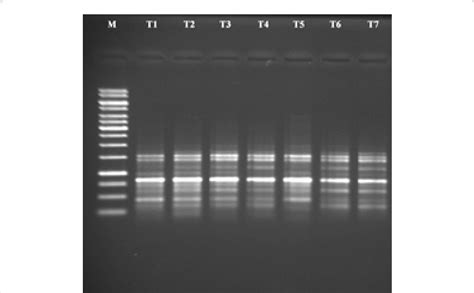 Pcr Amplification Of Issr A6 Marker Of Trichoderma Species Lane 1 7 Download Scientific