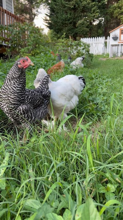 Chicken Coop Aesthetic Homestead Aesthetic Homesteading Aesthetic