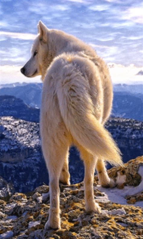 White Wolf 
