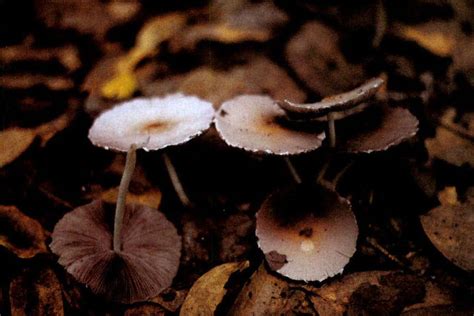Psathyrella gracilis Fr Quél 中国蕈菌图集 图片