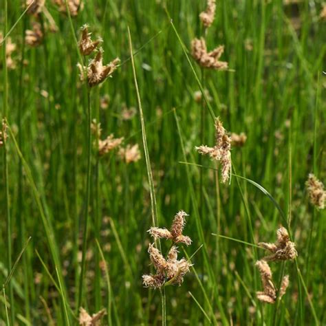Chairmaker S Rush Seeds Scirpus Pungens Everwilde Farms