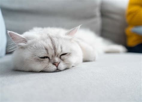 Why Does My Cat Seem Lethargic At Kevin Davidson Blog