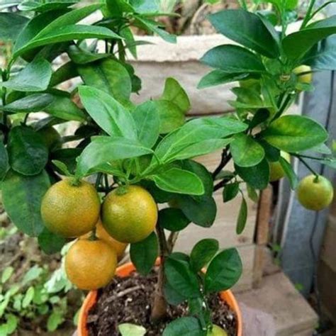 Mosambi Sweet Lemon Grafted Fruit Plantsweet Lime Plant For Sale