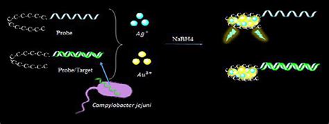 Schematic Illustration Of Detection Of Bacterial Dna Download