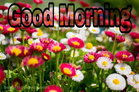 Top 999 Cute Good Morning Images For Whatsapp Amazing Collection