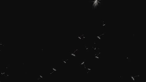 蒲公英飘动通道视频ae模板视频特效素材 千库网