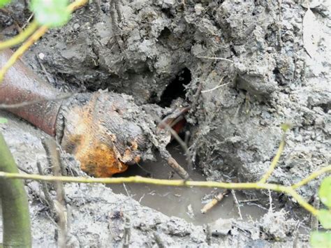 Catching Mud Crabs At Koh Lanta Bushguide 101