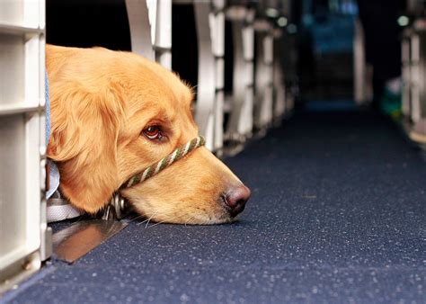 The Reality Of No Kill Shelters Uncovering The Hidden Challenges Petful