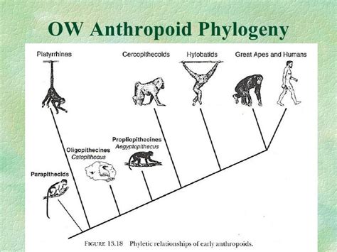 Primate Evolution