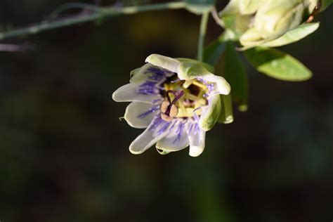 Dsc 7345 Passion Flower Paul Judge Flickr