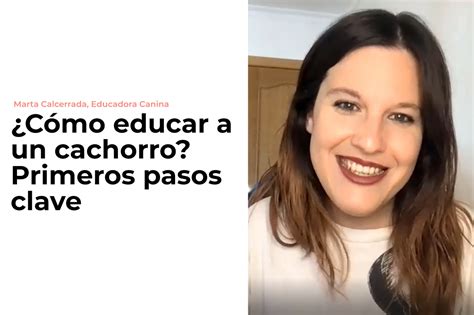 ¿cómo Educar A Un Cachorro Primeros Pasos Clave Inspiremut