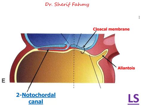 Intra Embryonic Mesoderm General Embryology Ppsx