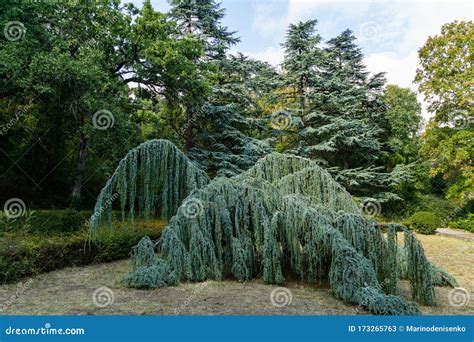 Landscape With Majestic Weeping Blue Atlas Cedar Cedrus Atlantica