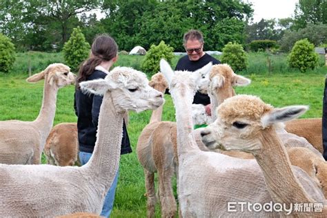 紐西蘭最潮毛小孩！與呆萌草泥馬親密接觸 餵食零距離 Ettoday旅遊雲 Ettoday新聞雲