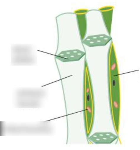 Phloem Diagram Diagram Quizlet