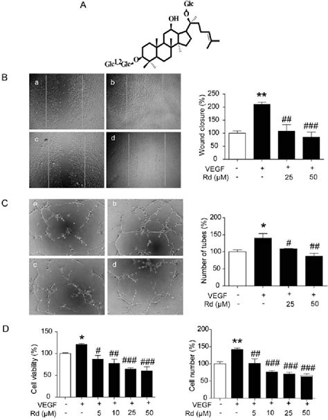 Figure 1 From Ginsenoside Rd Regulates The Akt MTOR P70S6K Signaling