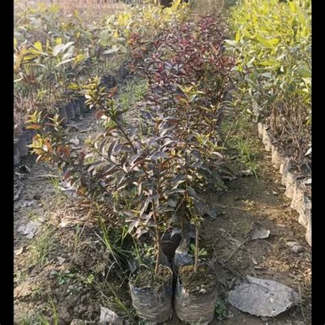 Well Watered China Amrood Plant For Fruits At ₹ 15 Piece In Chilkana Sultanpur Id 2850449463533