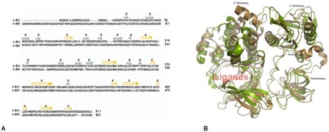 A The Sequence And Secondary Structure Alignment Of C Src And C Abl