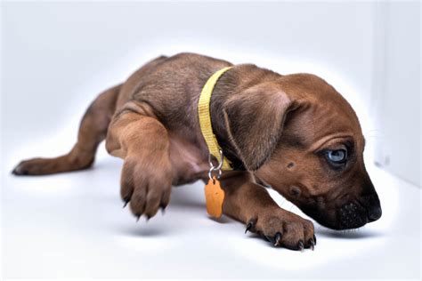 Rhodesian Ridgeback Puppies For Sale 2023 Rhodesian Ridgeback Breeder