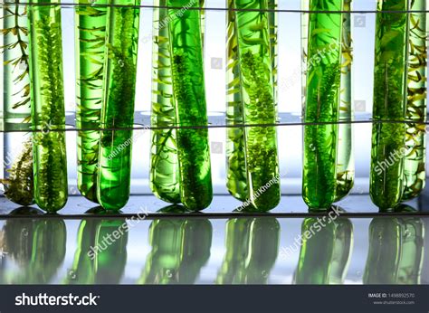 Algae Science Images Stock Photos Vectors Shutterstock