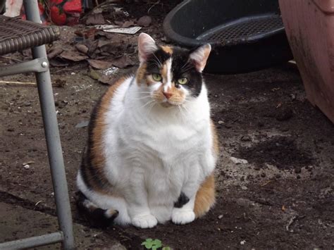 Fat Cat By Fuyuyukiflakes On Deviantart