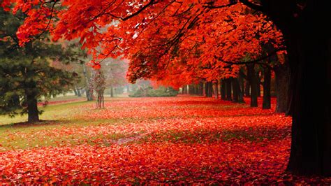 Natural Park Autumn Red Leaves Autumn Scenery HD Wallpaper Nature And Landscape