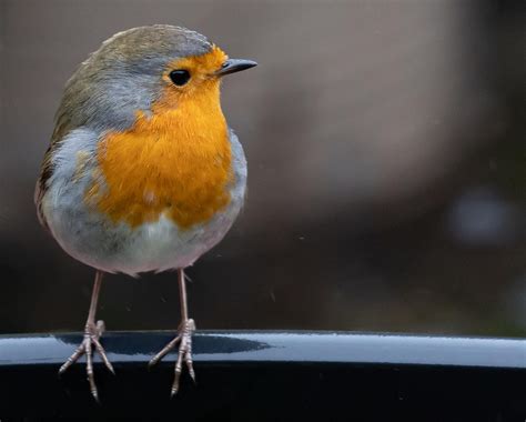 Robin Vogel Zweig Kostenloses Foto Auf Pixabay