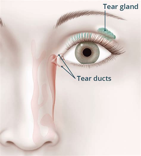 Lacrimal Duct