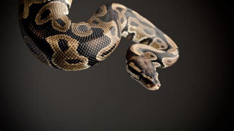 Что такое питон Что такое Python Описание языка программирования