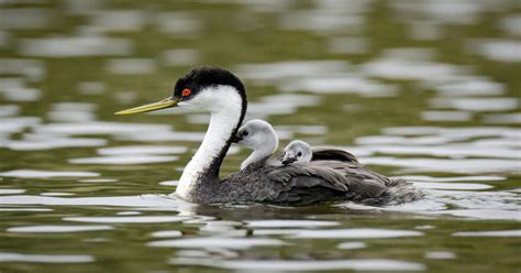 ‘americas Wildest City Brings San Diegos Stunning Biodiversity To