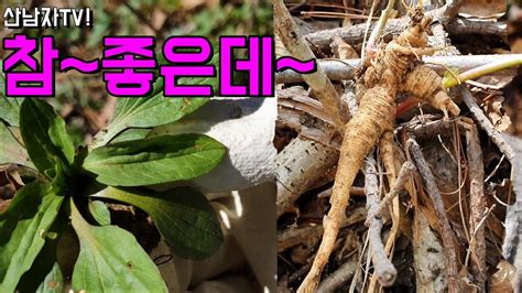 참~좋은데~소변이 콸콸~백가지 독을 해독하는 딱주 잔대와 항종양 항염 흔한 봄나물 질경이 효능 산나물 종류 구별 산남자 약초 버섯 산행 항암 자연 건강~ Youtube