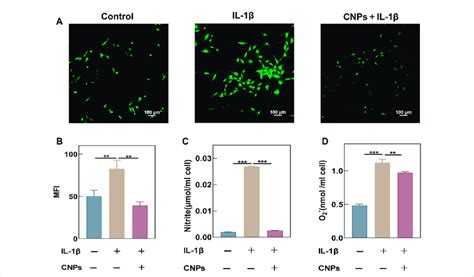 Cnps Reduced The Il 1β Induced Oxidative Stress In Tmj Oa Chondrocytes