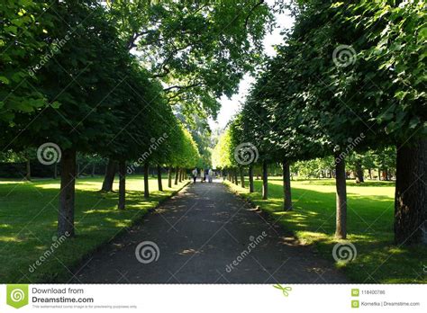 Beautiful Alley In The Park With Green Trees Trimmed Square Stock