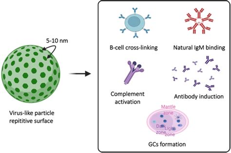 Virus Like Particles Vlps