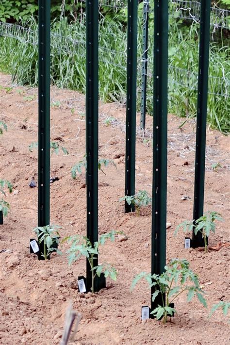 Tomato Plant Support Tips For Early Growth