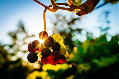 Gambar Pohon Alam Cabang Mekar Cahaya Menanam Buah Sinar