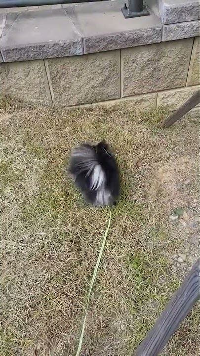 잔디에 비비는 이유 광견지렁이 잔디밭환장 좋아죽음 Youtube