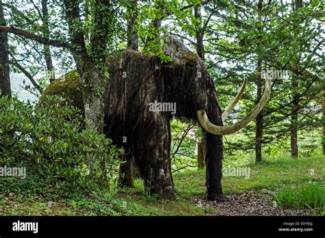 Woolly Mammoth Mammuthus Primigenius Le Thot Museum About Stock