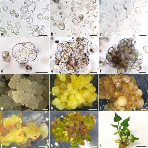 Plant Regeneration In Protoplast Cultures Of Fagopyrum Tataricum