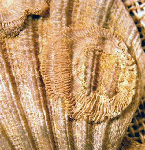 Calvert Cliffs Fossils Swordwhale Walking Illustration Webcomic Stories Photojourneys Videos