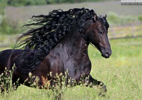 Ekaterina Photography Le Frison Avec Images Frison Races De