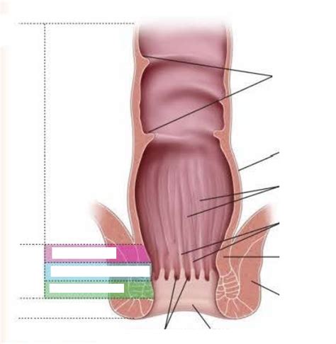 Juegos De Ciencias Juego De Recto Y Ano Cerebriti