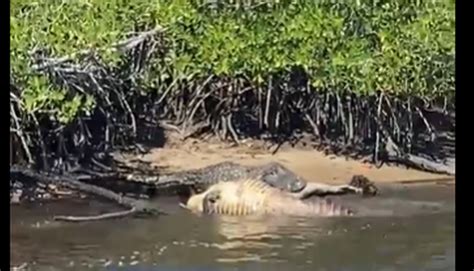 ‘wow Death Roll Video Shows Two Florida Alligators Ripping At Each